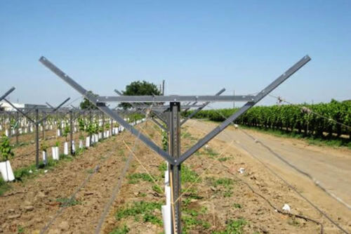 Hot Dipped Galvanized Y Type Vineyard Grape Post Trellis Column, High ...