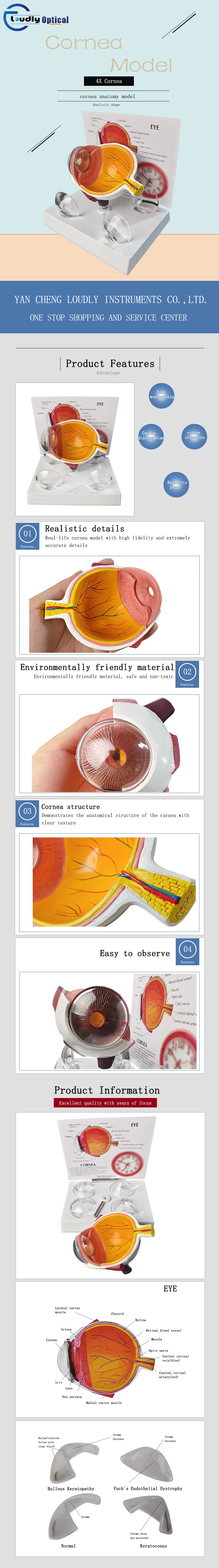 Human Eye Model Cornea Eyeball Anatomy Teaching Prop Yjm01, High ...