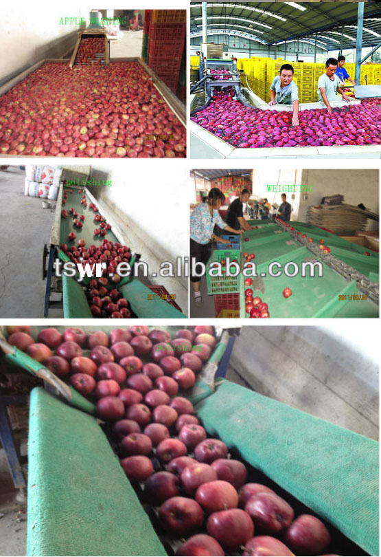 Fuji Price Shandong Fuji Apples Yantai Fuji, High Quality Fuji Price ...