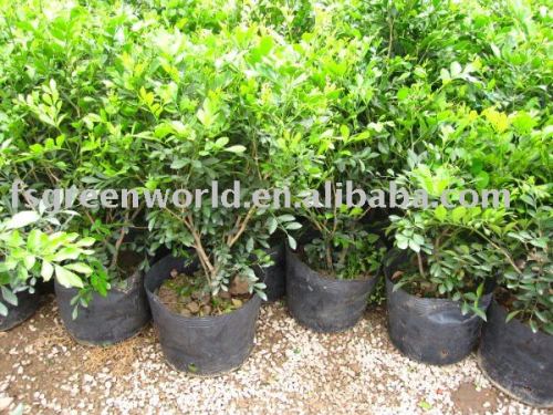 Murraya Paniculata Bushy, High Quality Murraya Paniculata Bushy on ...