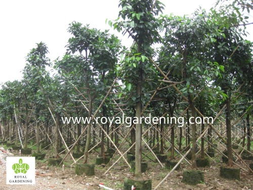 Ficus Altissima Field, High Quality Ficus Altissima Field on Bossgoo.com