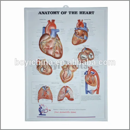 Medical Poster For Human Anatomy, High Quality Medical Poster For Human ...
