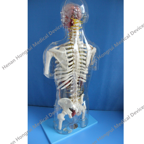 Advanced Human Transparent Anatomy Torso Model, High Quality Advanced ...
