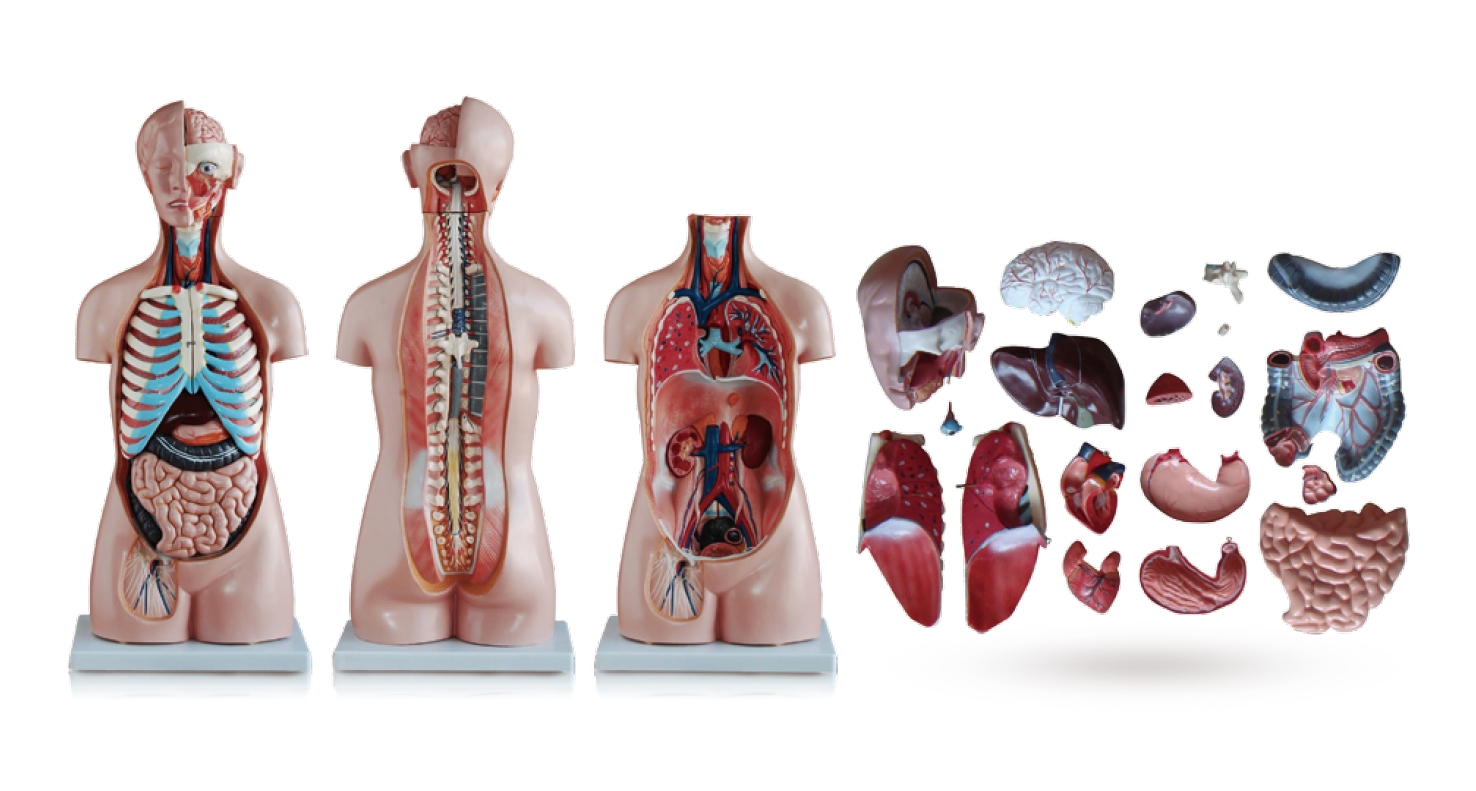 Gender-neutral Human Torso Model, High Quality Gender-neutral Human ...