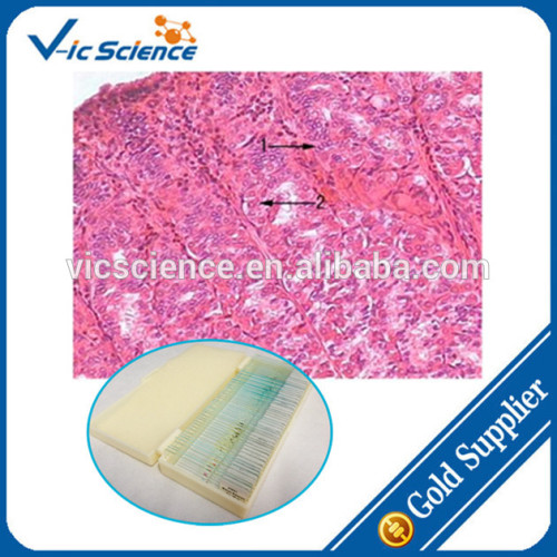 Histological Anatomical Slides/histology Anatomy Slide/slides 7103 ...
