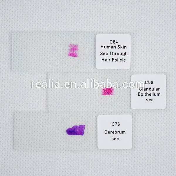 Human Histology Microscope Prepared Teaching Slides(100kinds), High ...