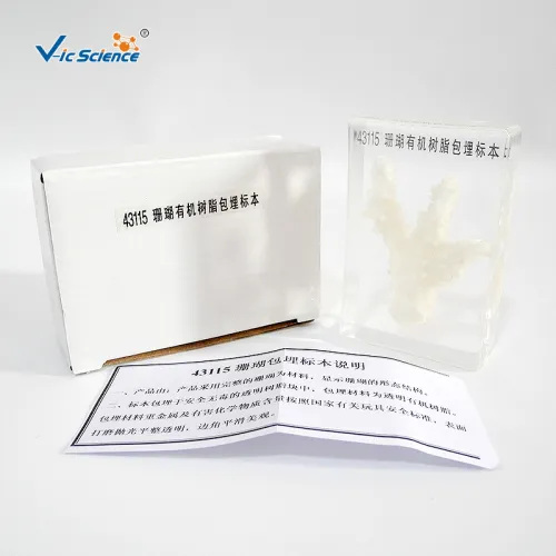 Coral Resin Embedded Specimen, High Quality Coral Resin Embedded ...