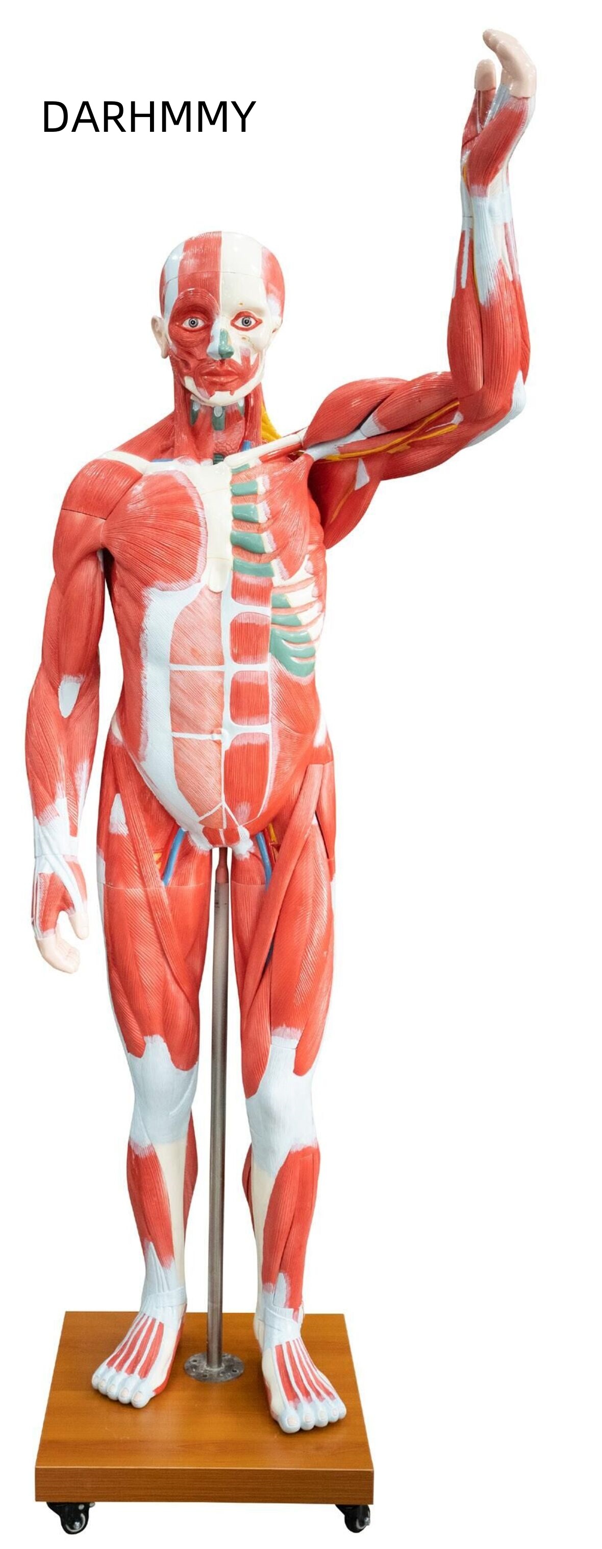 Darhmmy Life-size Human Muscle Anatomical Model With 29 Parts For ...