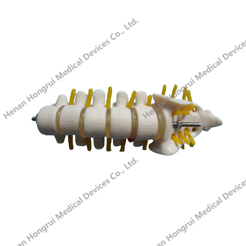Skeleton Human Model Lumbar Vertebrae With Tail Bone Model, High ...