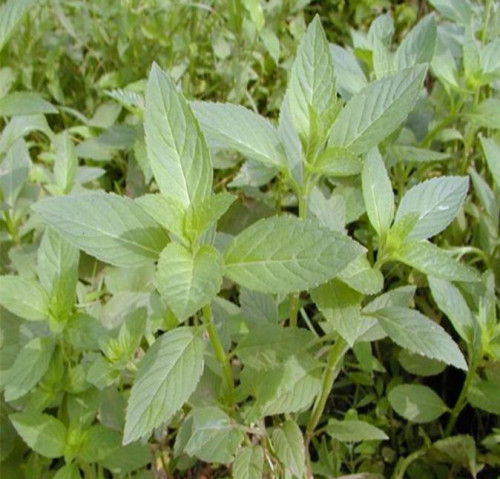 Jst Supply Cooling Agent Ws-23, High Quality Jst Supply Cooling Agent ...