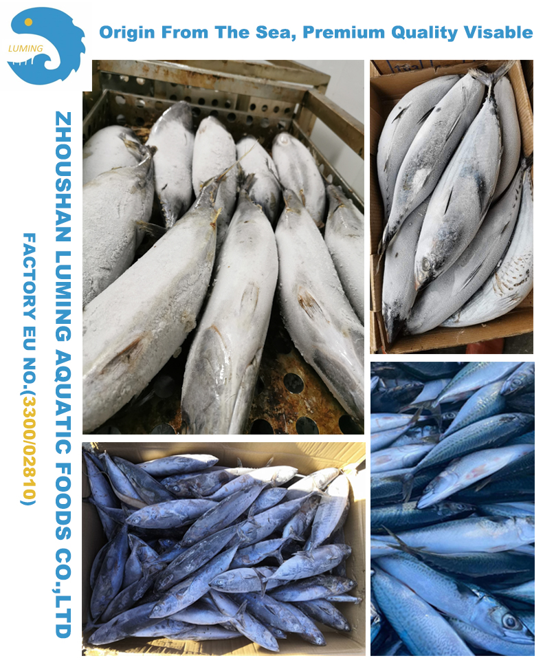 Pacific Mackerel Fish Loins, Mackerel Seafood For Canning, High Quality ...