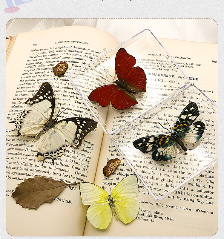 Beautiful Real Butterfly Taxidermy Specimen Photo Frame Collection ...