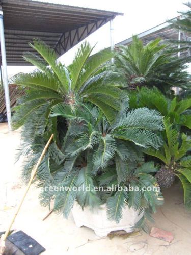 Group Cycas Multi-trunks, High Quality Group Cycas Multi-trunks on ...
