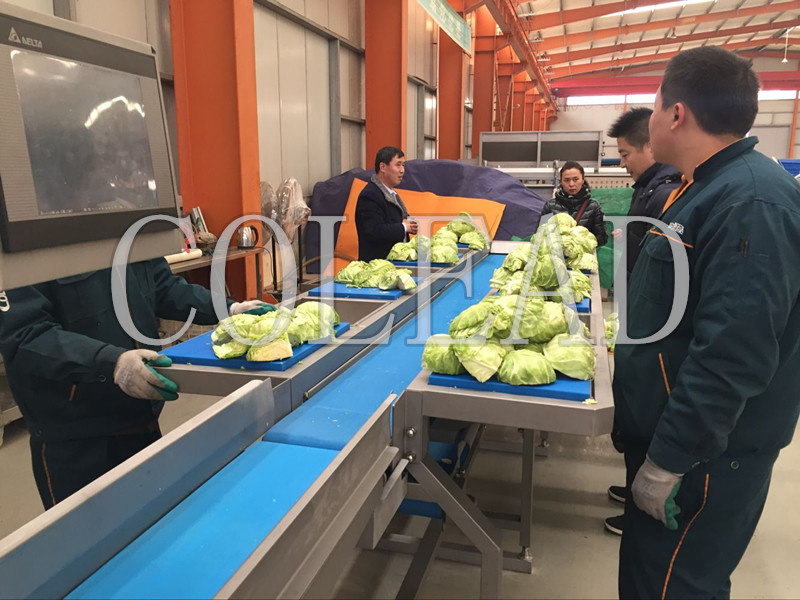 Sus304 New Commercial Fruits And Vegetable Processing Line, High ...