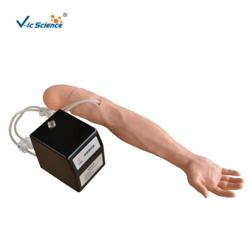 Venipuncture Infusion Arm Model, High Quality Venipuncture Infusion Arm ...
