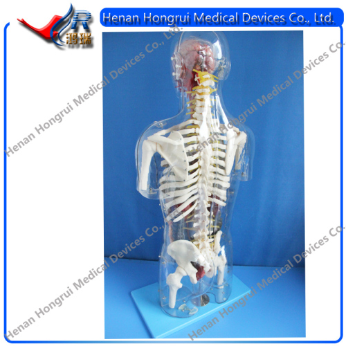 Human Transparent Anatomy Torso Model, Advanced Medical Anatomical ...