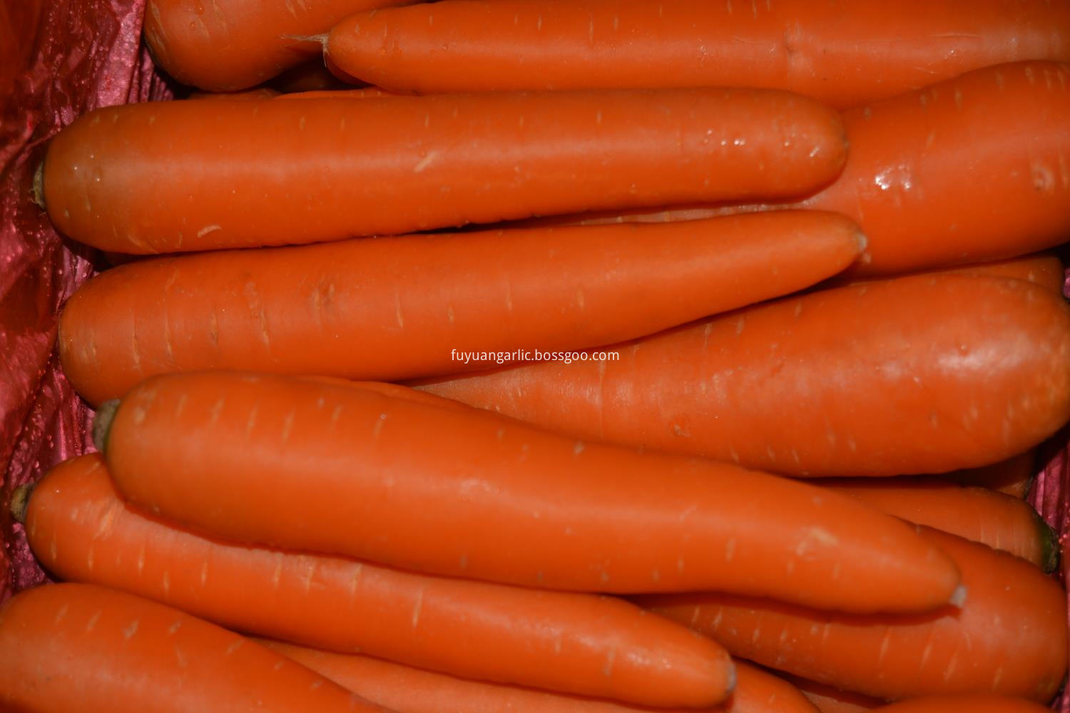 Fresh Yellow Carrot 2019 New Crop, High Quality Fresh Yellow Carrot ...