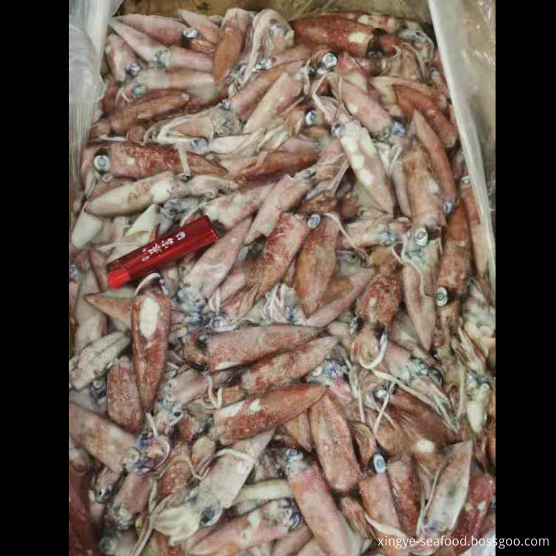 냉동 롤리고 Japonica 아기 오징어 전체 라운드 3-6cm., Bossgoo.com의 고품질 냉동 롤리고 Japonica 아기 오징어 전체 라운드 3-6cm.