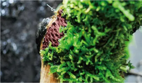 Moss Mesh Fabric Moss Wall Land Water Separation Filter Media Mesh ...