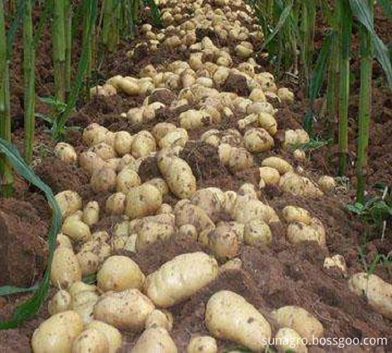 High Yield And Quality Potatoes, High Quality High Yield And Quality ...