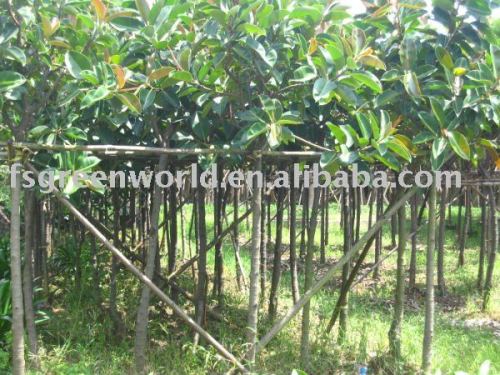 Ficus Elastica Middle-east Landscaping Trees, High Quality Ficus Elastica Middle-east ...