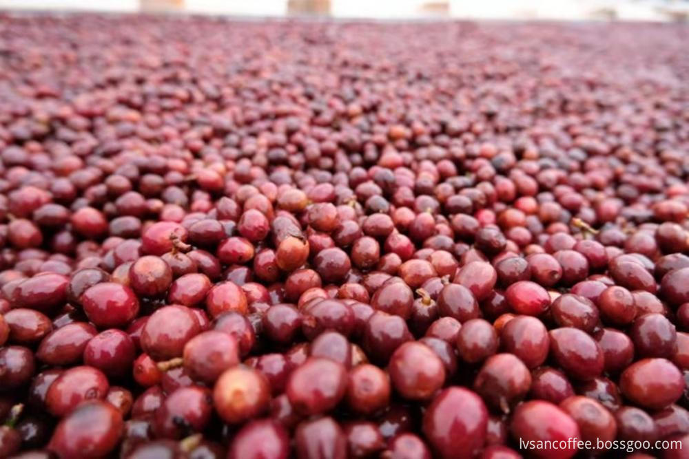 Grade 1 Roasted Robusta Coffee Bean, High Quality Grade 1 Roasted ...