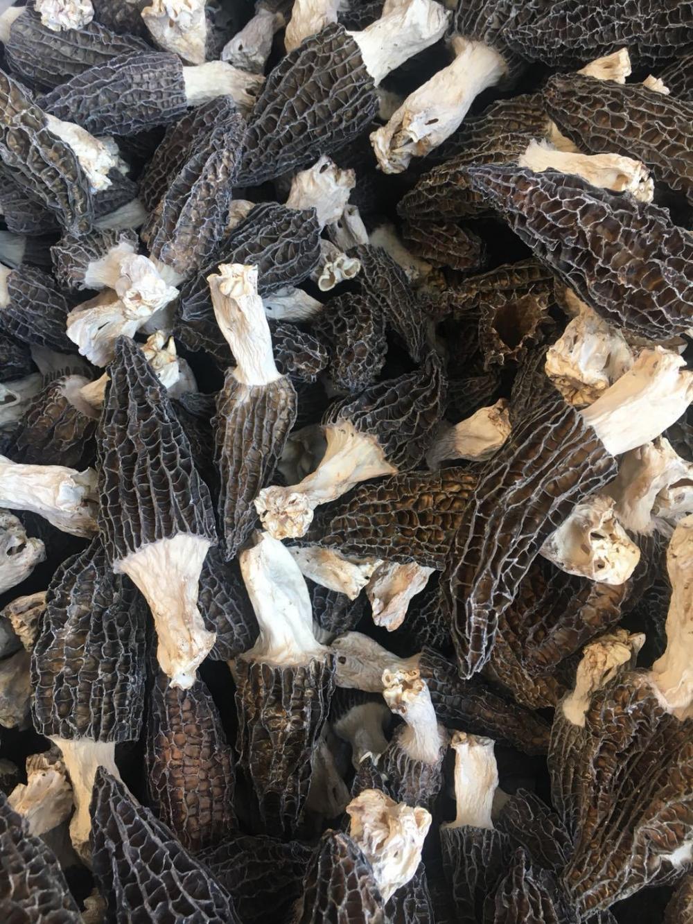 Chinese Morel Mushroom/ Dried Morel/ Morchella Conica, High Quality ...