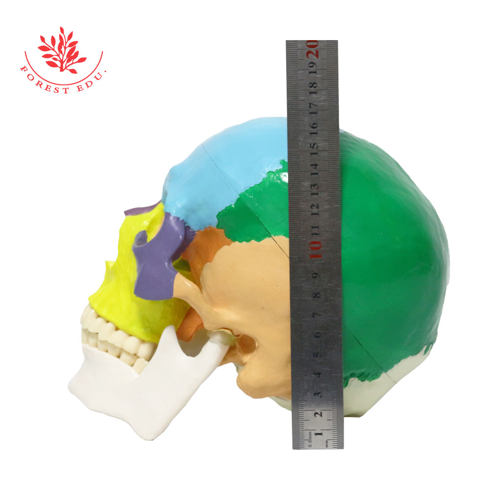 Life-size Colored Human Skull Model With Contrasting Colors For Bony ...