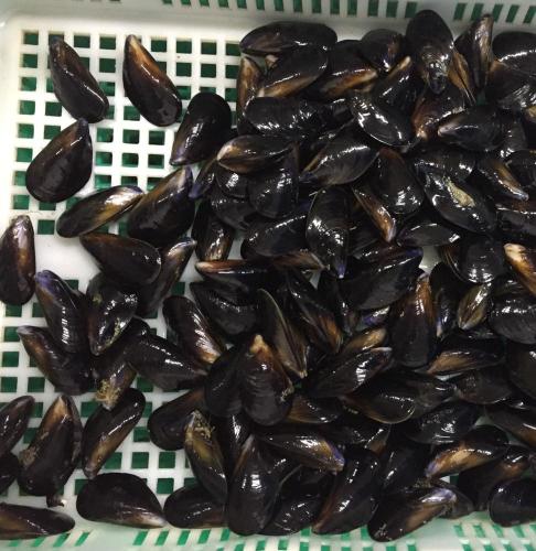 Frozen Cooked Full Shell Mussels, High Quality Frozen Cooked Full Shell ...