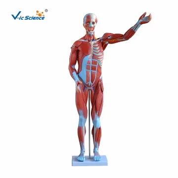 80cm Human Muscles Model Male, High Quality 80cm Human Muscles Model ...