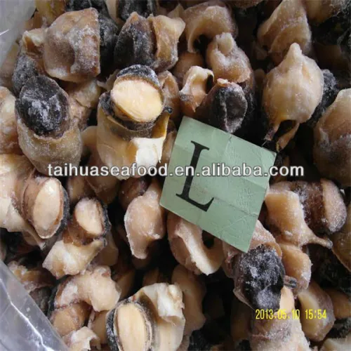 Best Season Frozen Large Conch Shells, High Quality Best Season Frozen ...