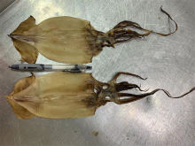 indian squid