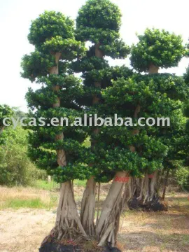 Ficus Big Tree Nursery, High Quality Ficus Big Tree Nursery on Bossgoo.com