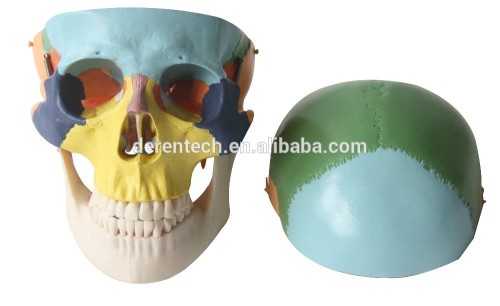 Human Coloured Skull Model, High Quality Human Coloured Skull Model on ...