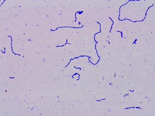 Water Soluble Probiotics Lactobacillus Plantarum, High Quality Water ...