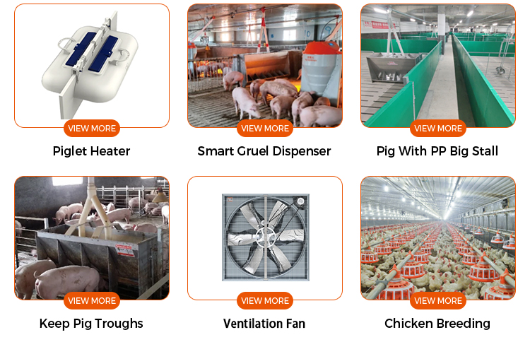 Automatic Pig Farm Sow Cage With Complete Maternity System, High ...