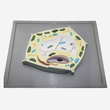Plastic Plant Cell Model, High Quality Plastic Plant Cell Model on ...