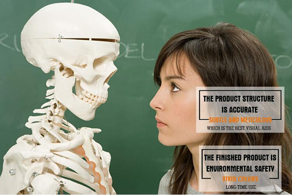 Medical Education Advance Plastic Anatomy Breast Model, High Quality ...