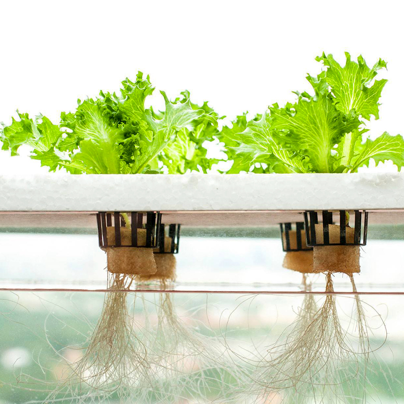 Agricultural Equipment: Dft Hydroponic Raft Systems For Vegetable ...