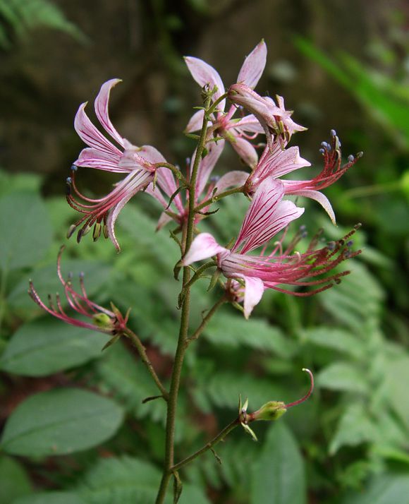 Cortex Dictamni Powder Densefruit Pittany Root Extract 10:1, High ...