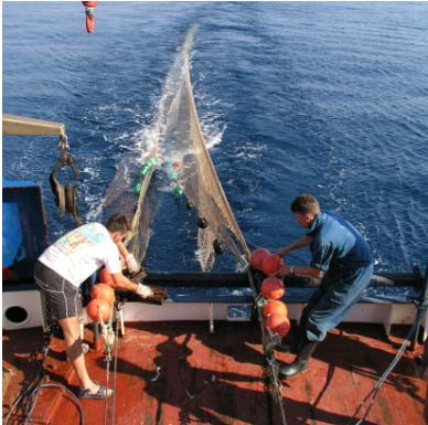 Nylon Midwater Trawl Net, High Quality Nylon Midwater Trawl Net on ...