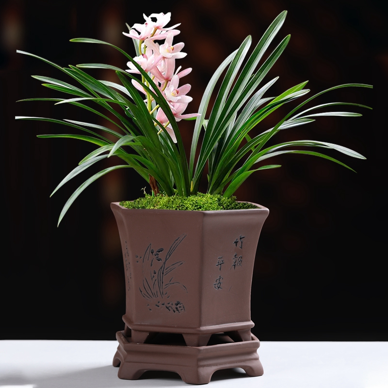 8 Inch Chinese Dendrobium Orchid Pot, High Quality 8 Inch Chinese ...