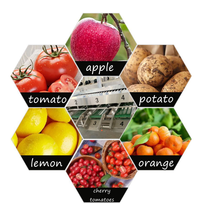 Orbital-type Fruit Sorting And Grading Machines: Rambutan, Orange ...