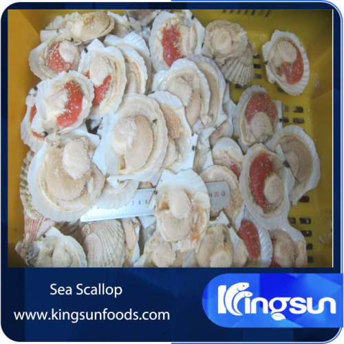 Frozen Scallop Meat Half Shell Prices Sea Scallop, High Quality Frozen ...