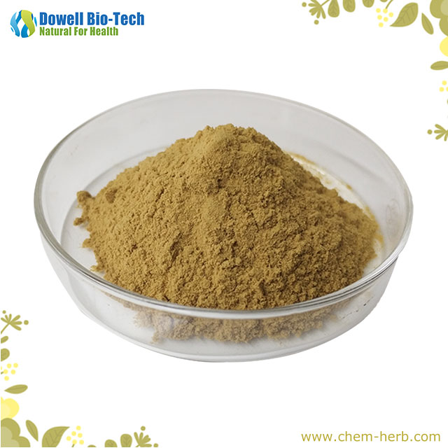 Iso Factory Supply Dong Quai Extract Powder, High Quality Iso Factory ...