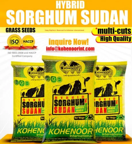 Hybrid Sorghum Sudan Grass Seed, High Quality Hybrid Sorghum Sudan Grass Seed on Bossgoo.com