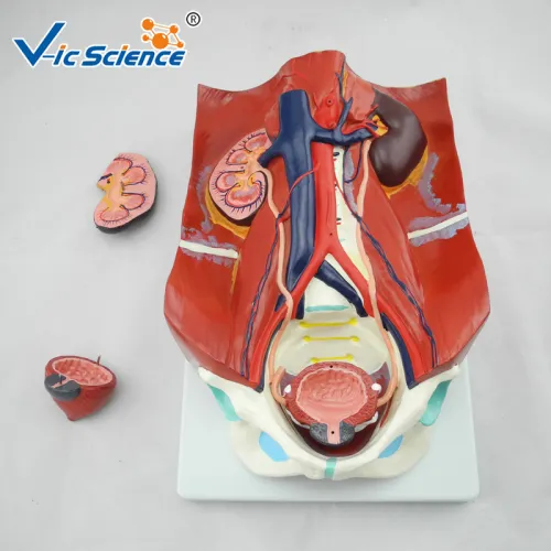 Medical Science Anatomy Model Urinary System Model, High Quality ...