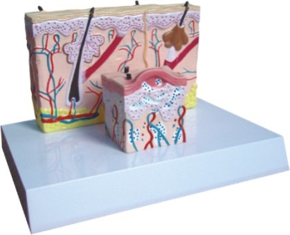 Human Skin Model-mh08002, High Quality Human Skin Model-mh08002 on ...