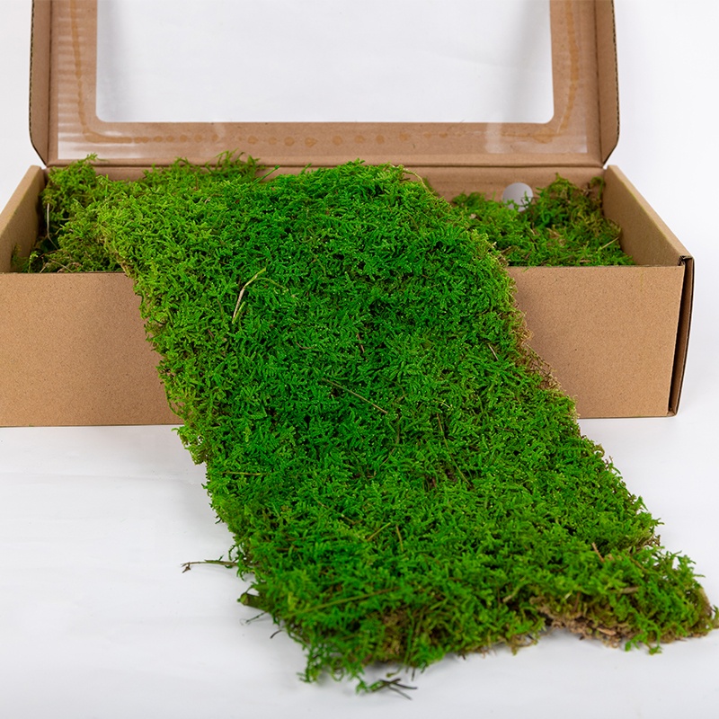Wholesale Preserved Flat Moss Sheets For Wall Decoration, High Quality ...