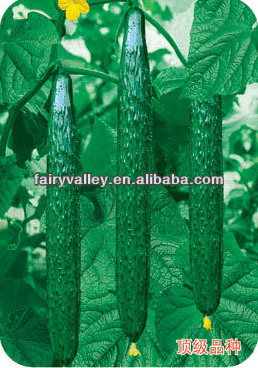 Growing Cucumber From Seeds-chinese Juicy And High Yield Vegetabe Seeds ...